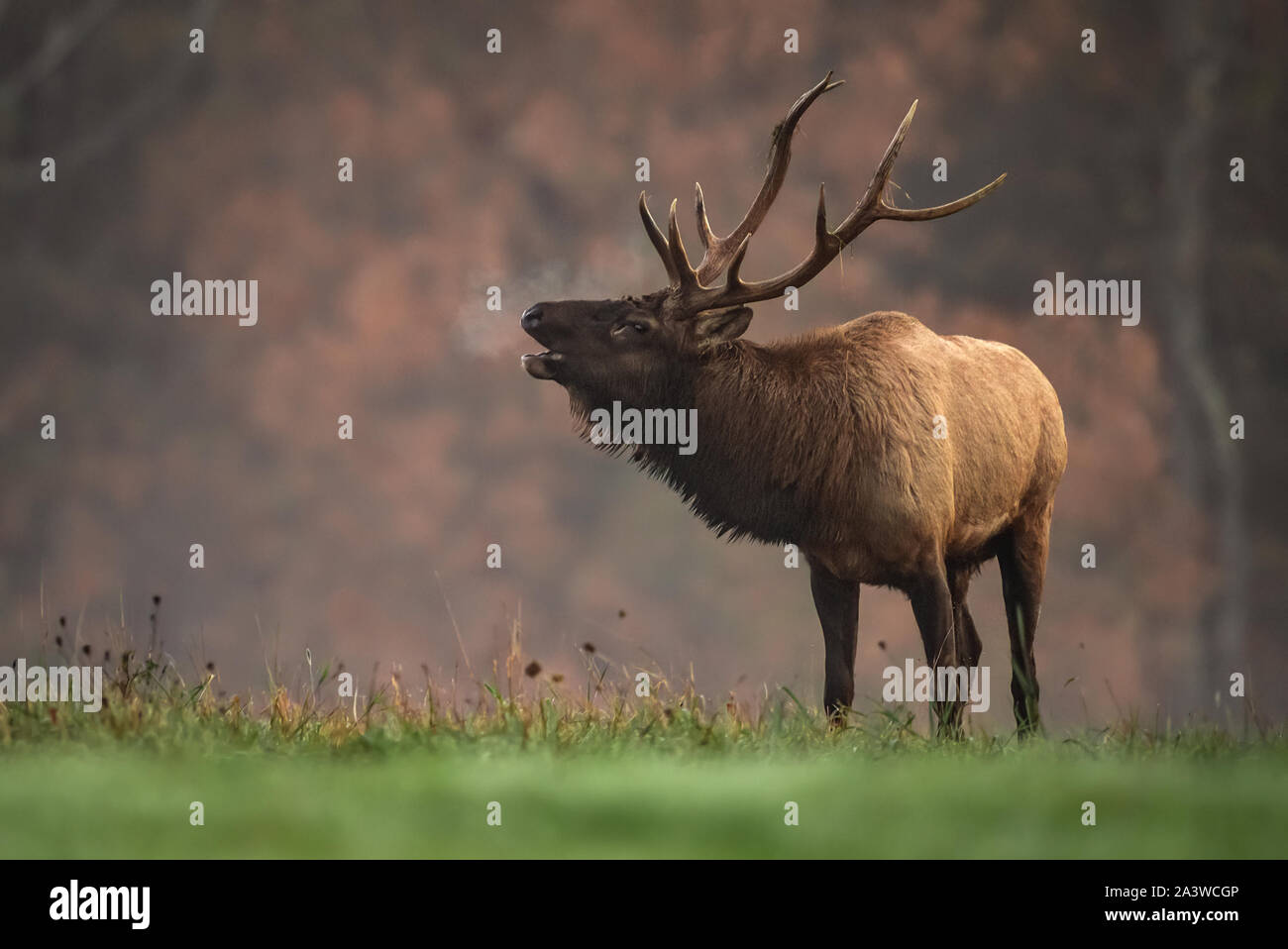 Wild elk during the rut season Stock Photo - Alamy