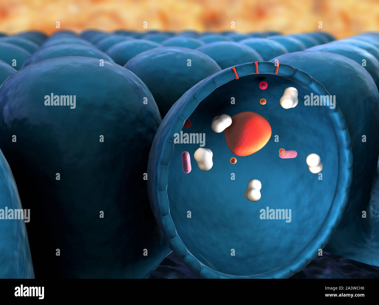 mechanism of action of insulin, Human Insulin, 3D illustration of ...