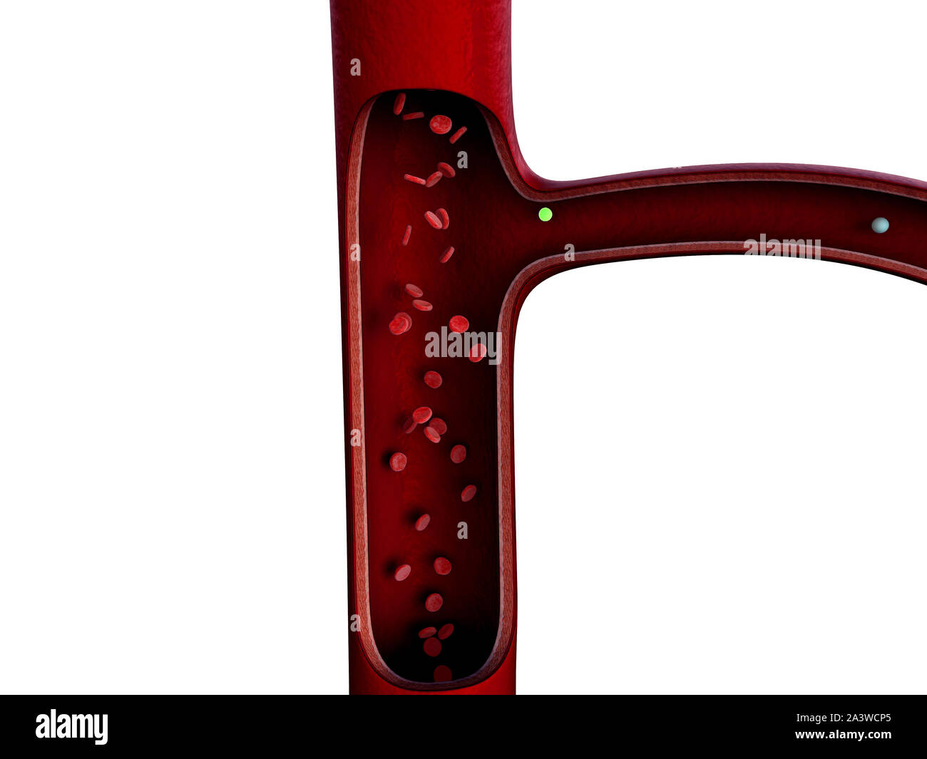 blood vessels, artery shown with a cut out section, Contraction of ...