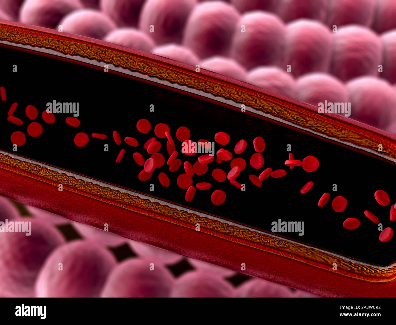 Micrograph of human artery and vein hi-res stock photography and images ...