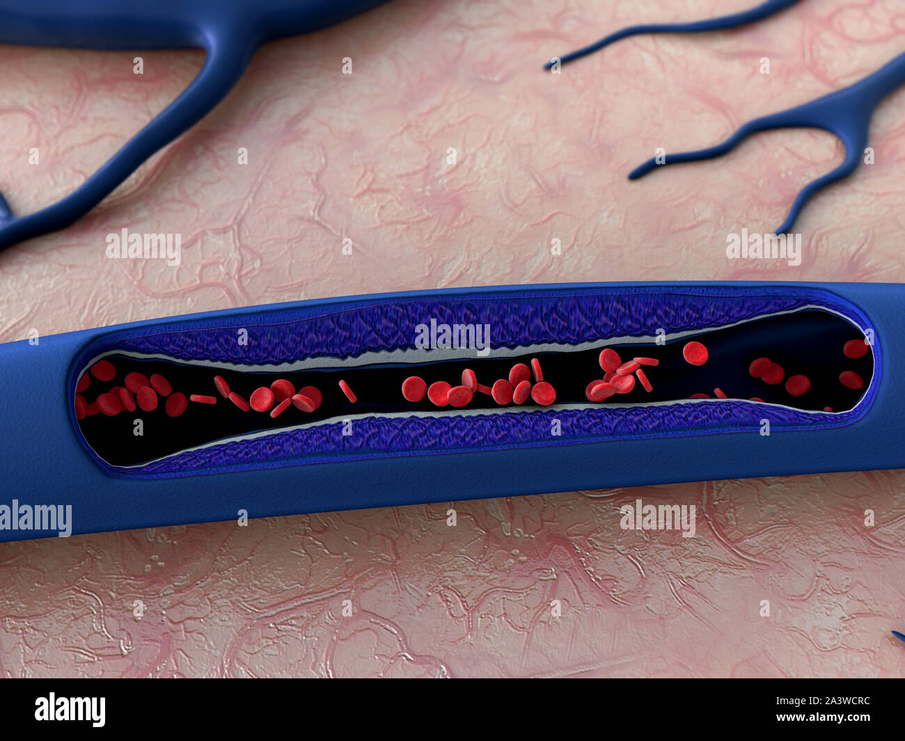 Vein artery capillary micrograph hi-res stock photography and images ...