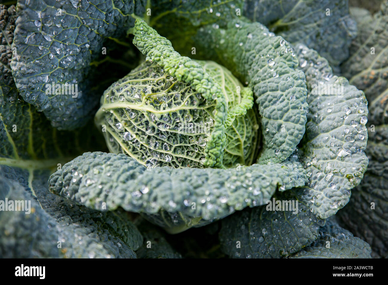 Organic background. Fresh photo of cabbage kale grows on a garden bed ...
