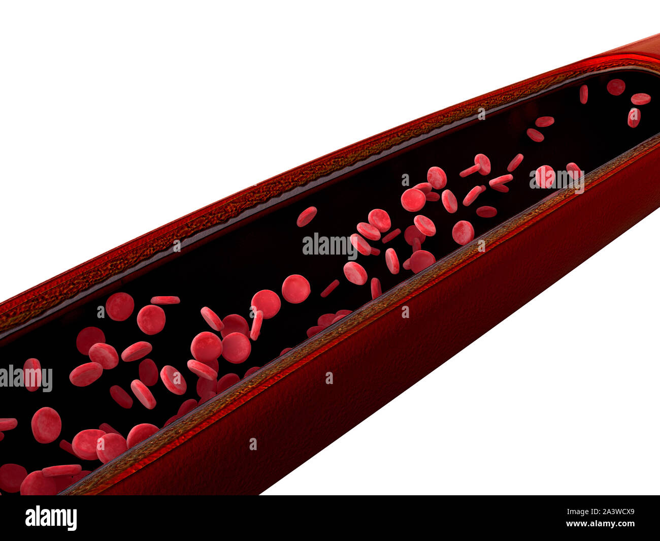 Micrograph veins arteries hi-res stock photography and images - Alamy