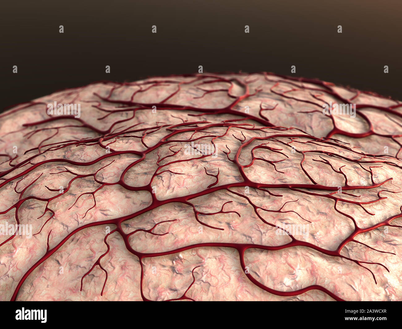 Blood loss human circulatory hi-res stock photography and images - Alamy