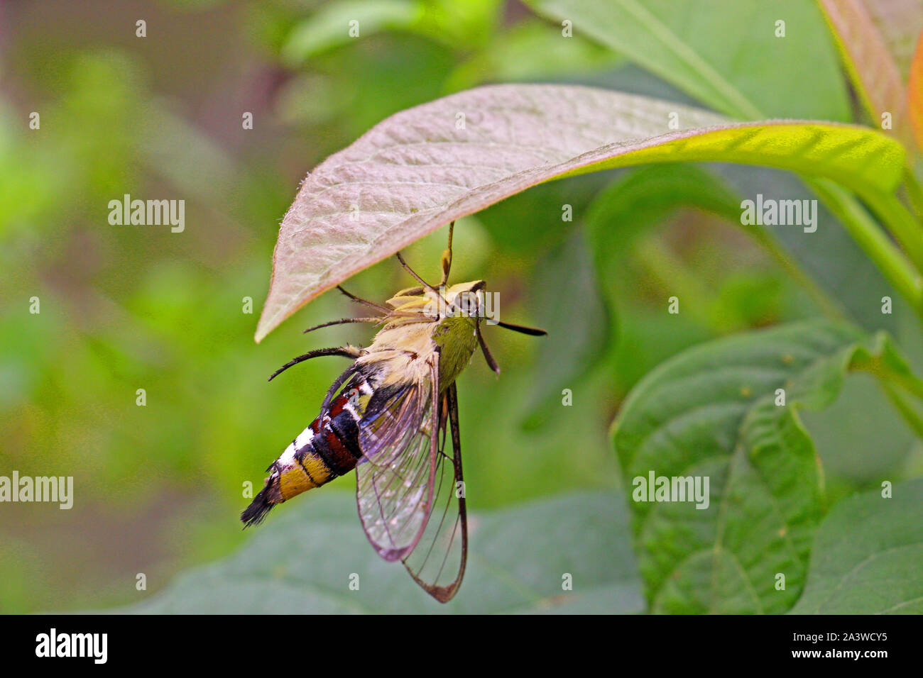 Hedylidae butterfly hi-res stock photography and images - Alamy