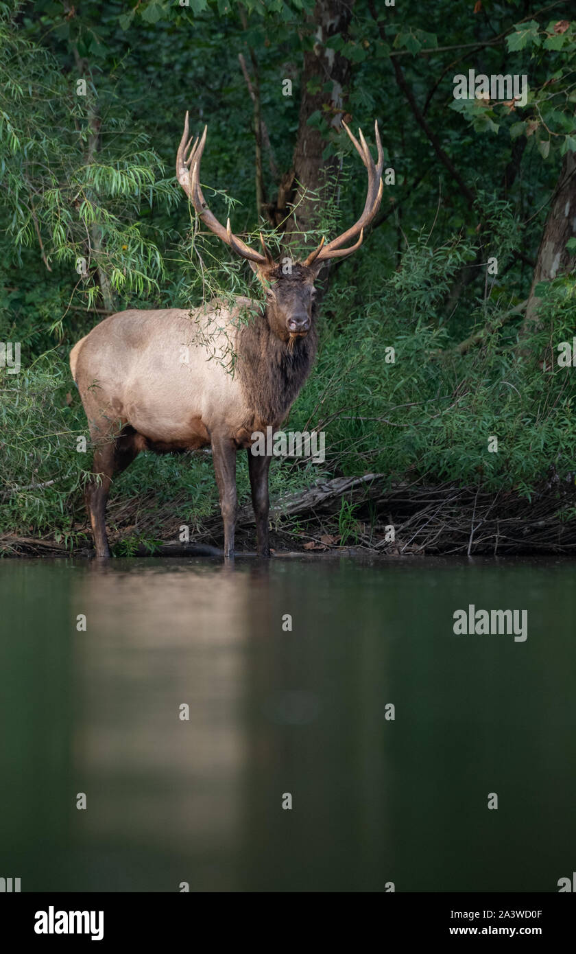 Wild elk during the rut season Stock Photo - Alamy