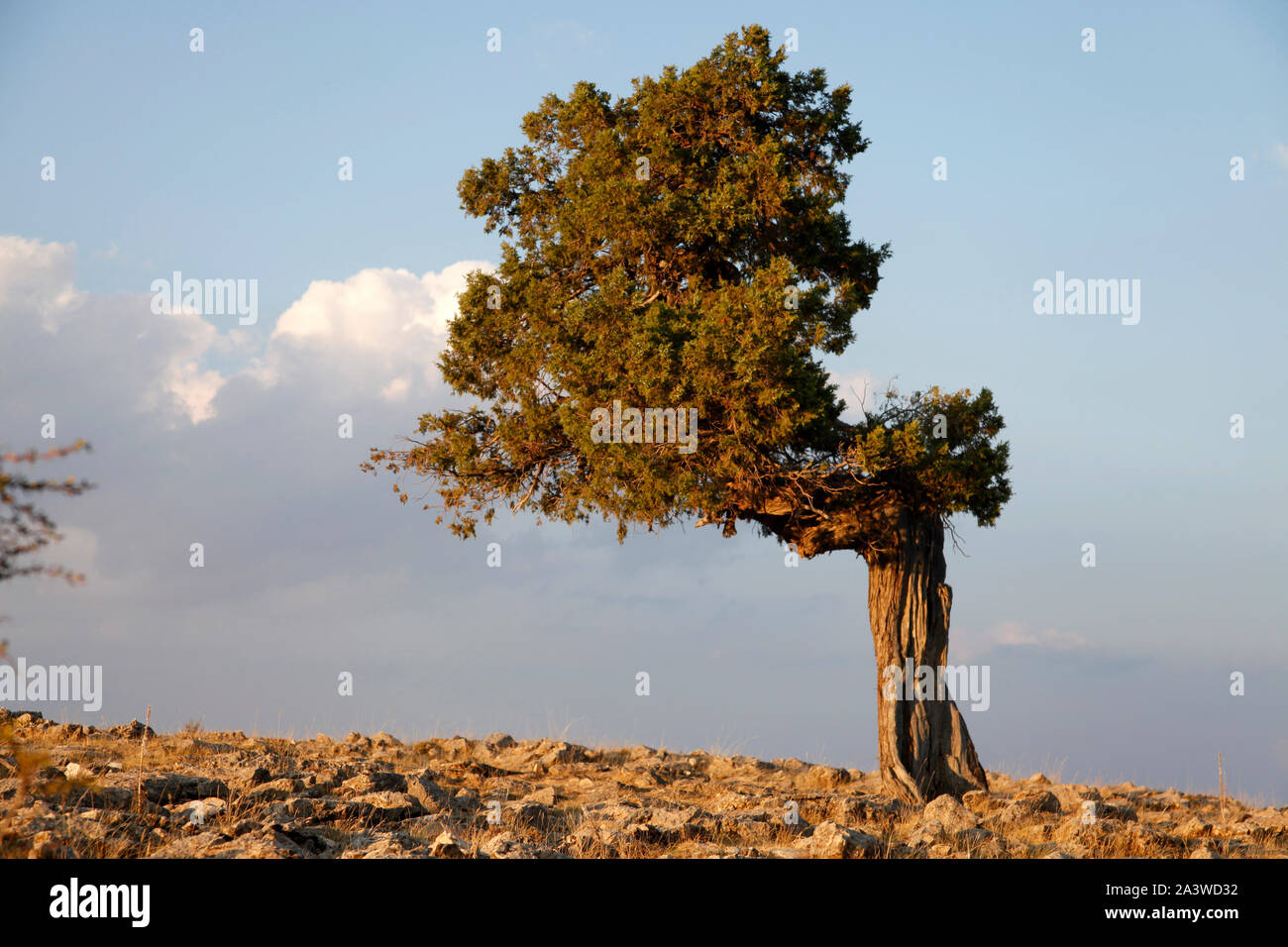 cloudy sky and juniper tree Stock Photo - Alamy