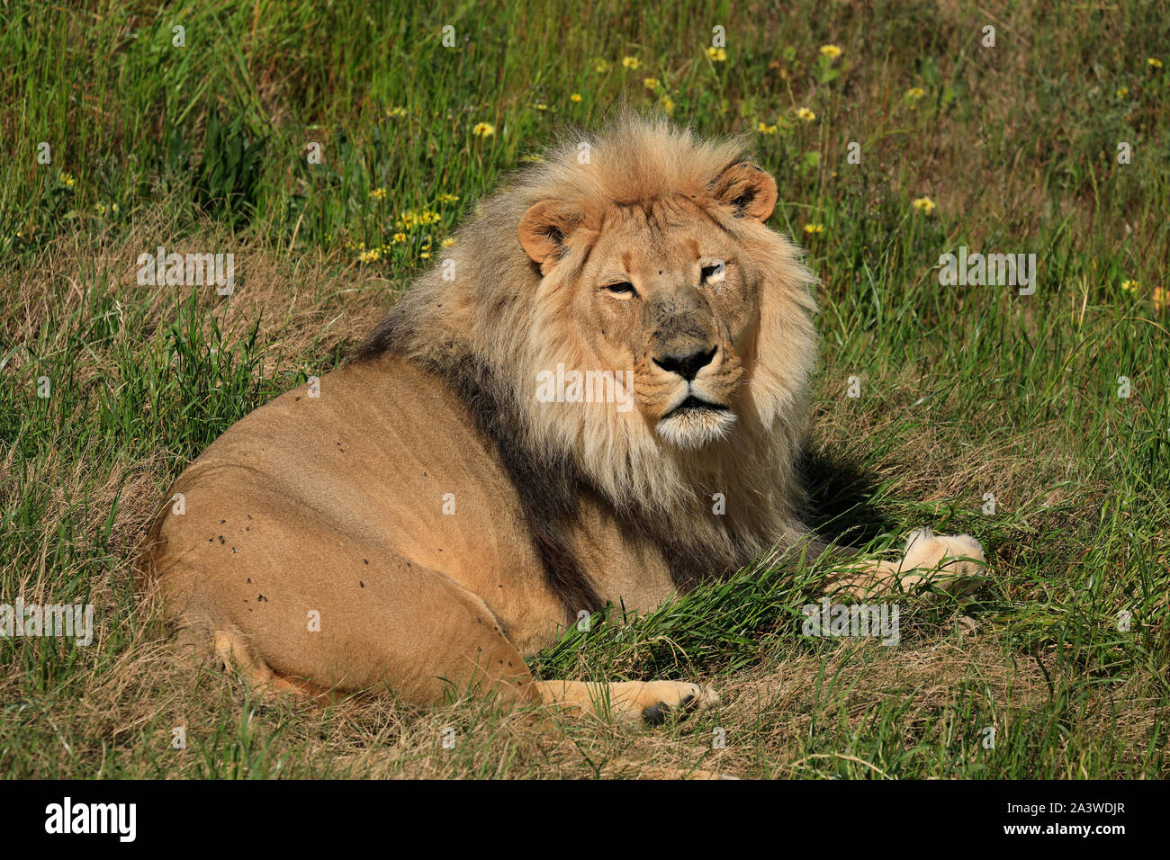 A male lion ((Panthera leo) in the Drakenstein Lion Park, Klapmuts ...
