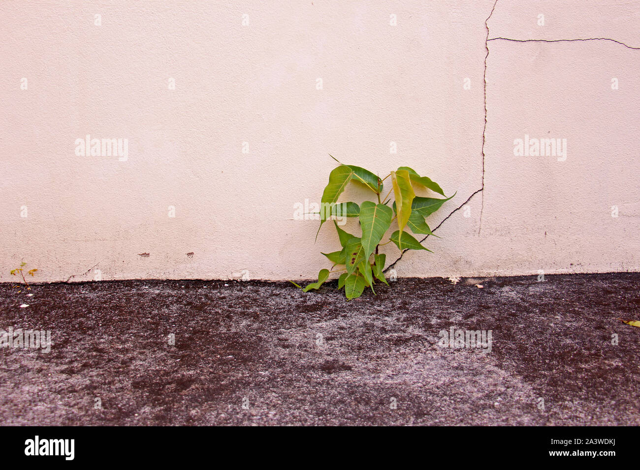 Bodhi tree leaf hi-res stock photography and images - Alamy