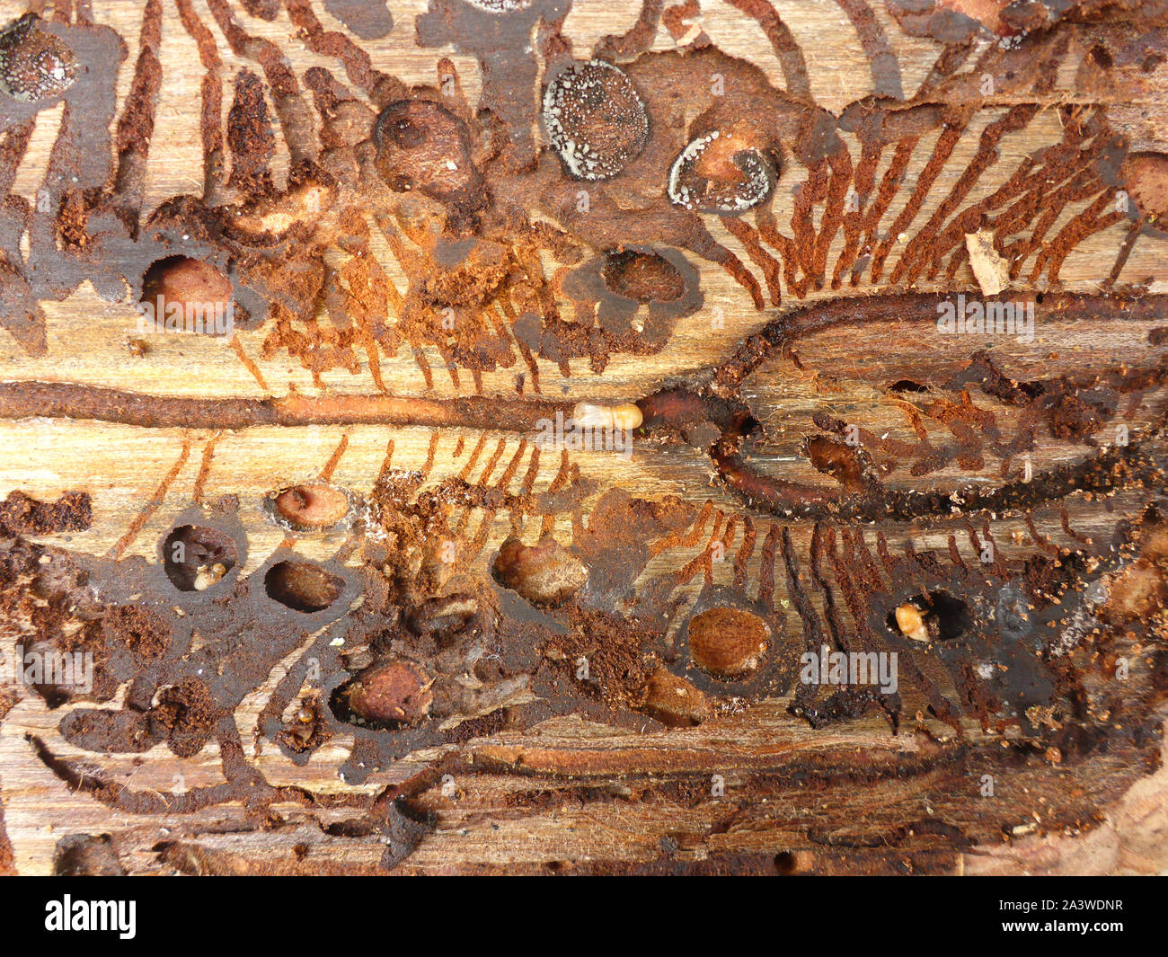 Spruce bark beetle hi-res stock photography and images - Alamy
