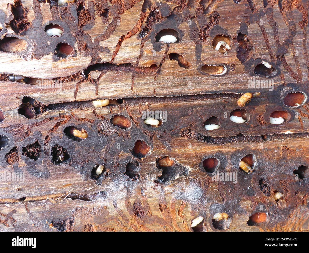 Spruce bark beetle hi-res stock photography and images - Alamy