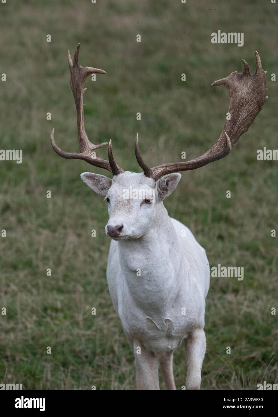 Fallow Deer: Dama dama. Stag, white colour. Wildlife sanctuary, Surrey ...