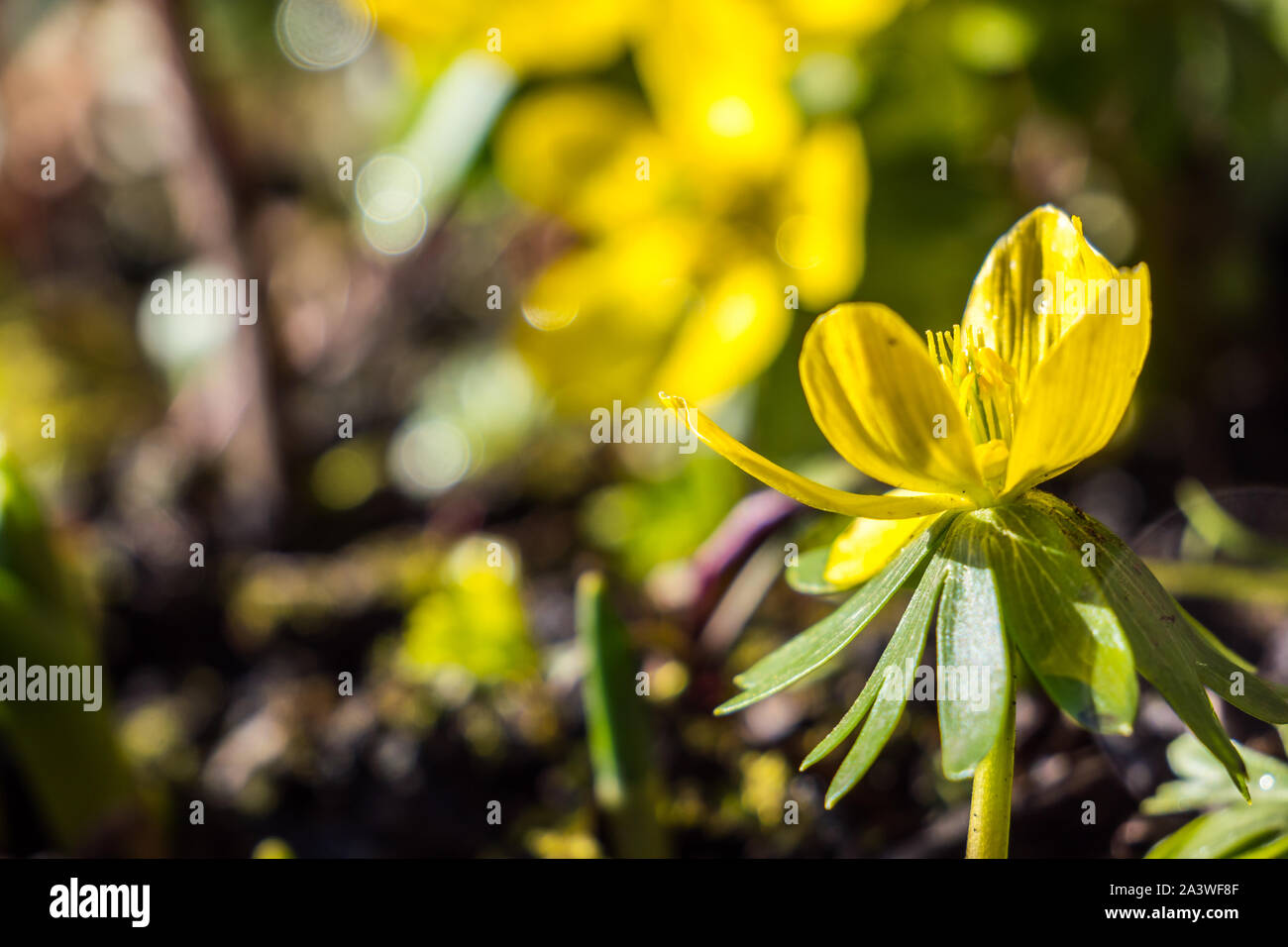 winter aconite in the Garden Stock Photo - Alamy