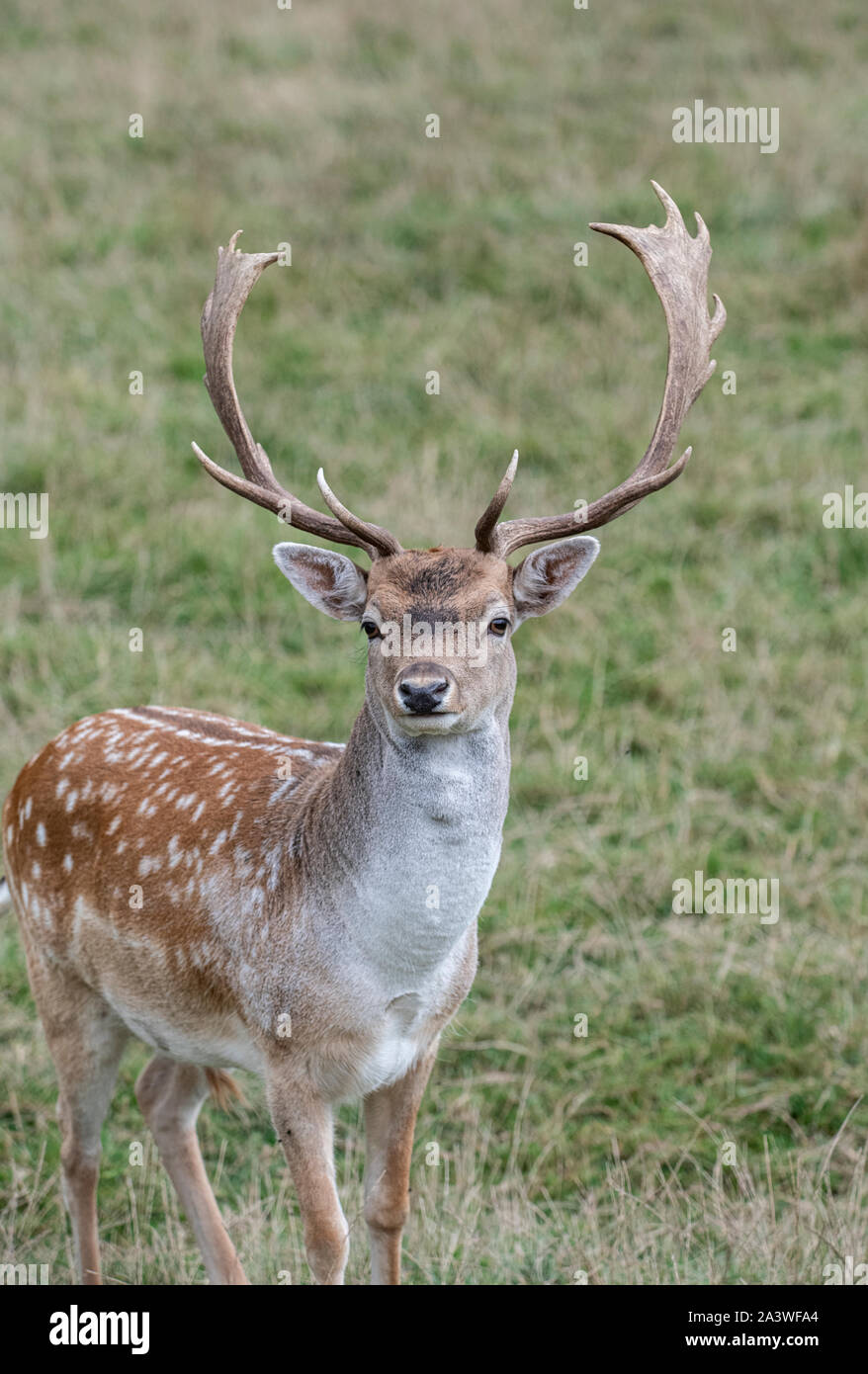 Male fallow deer buck antlers hi-res stock photography and images - Alamy