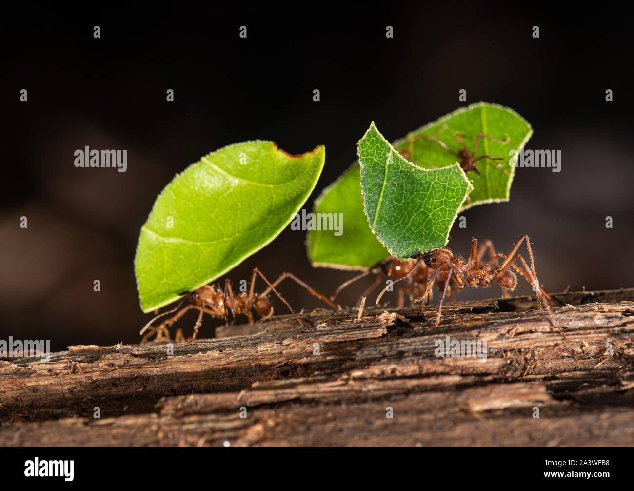 Leafcutter Ant: Atta cephalotes. Costa Rica Stock Photo - Alamy
