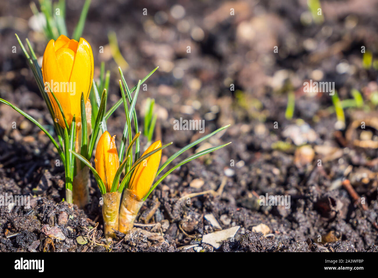 Sprouting crocus hi-res stock photography and images - Alamy