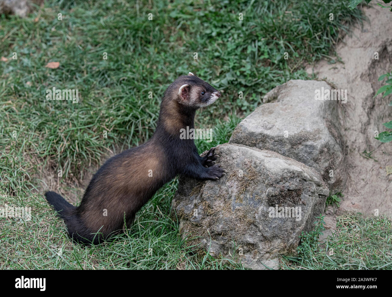 Polecat putorius putorius captive hi-res stock photography and images ...