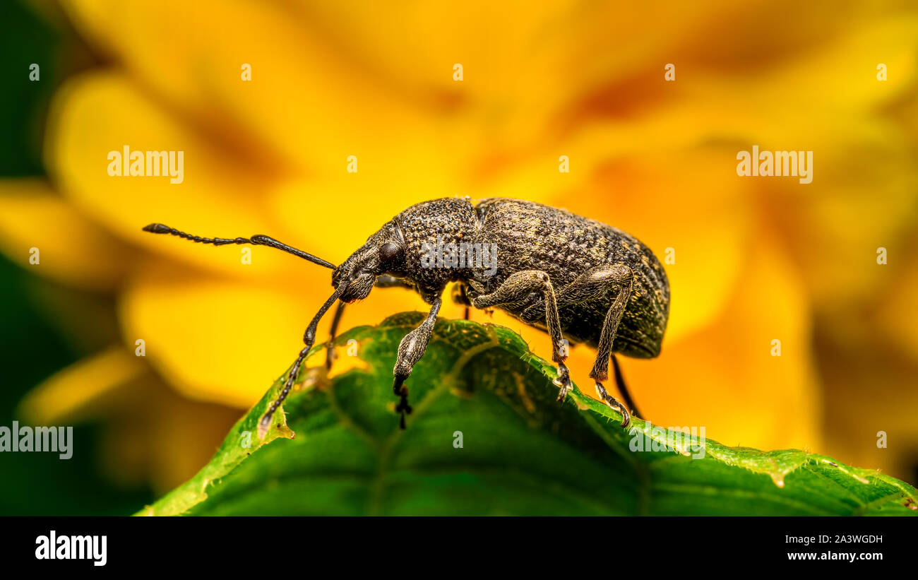 Grubs attack roots hi-res stock photography and images - Alamy