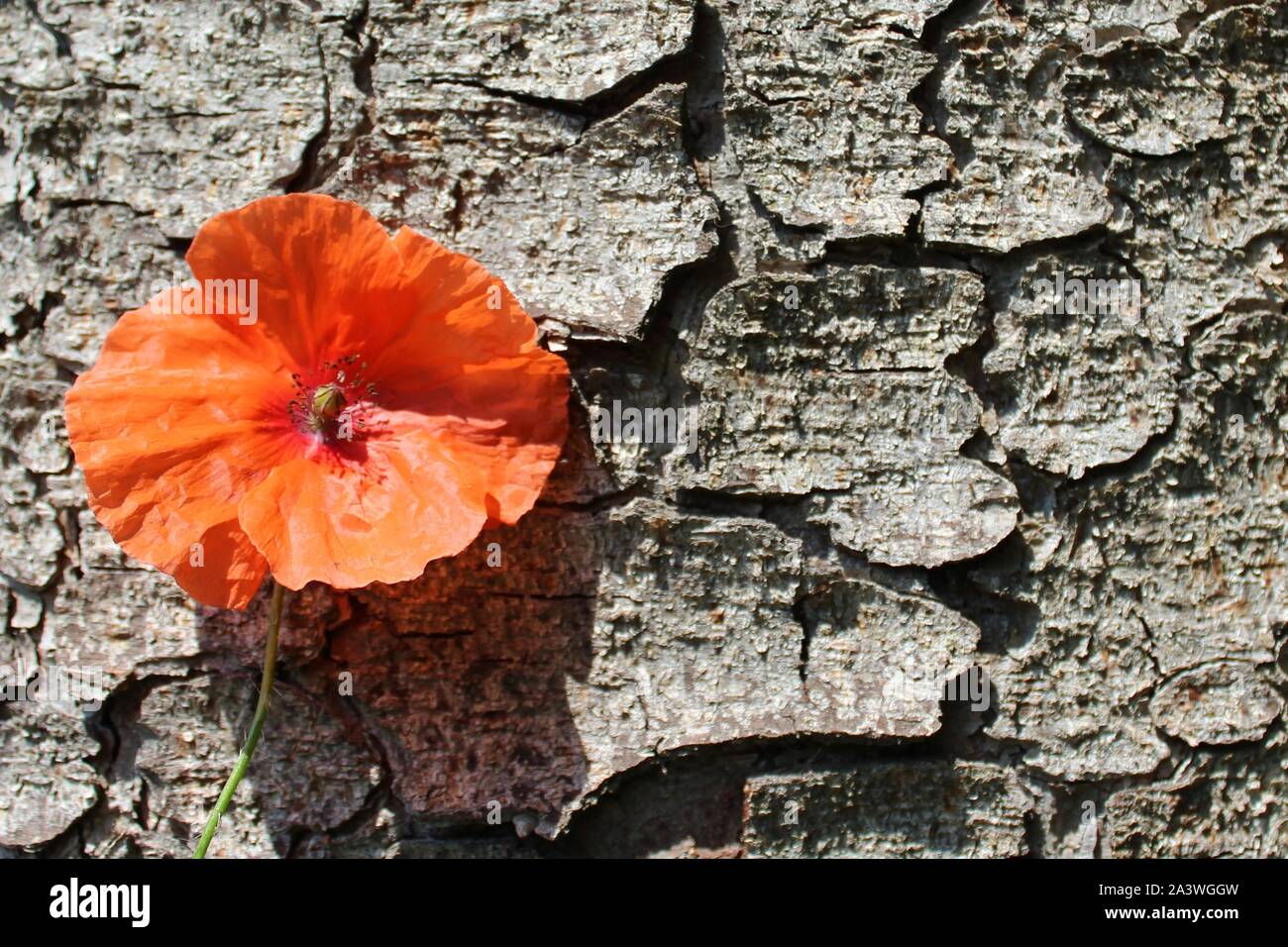 The picture shows poppy on a tree Stock Photo - Alamy