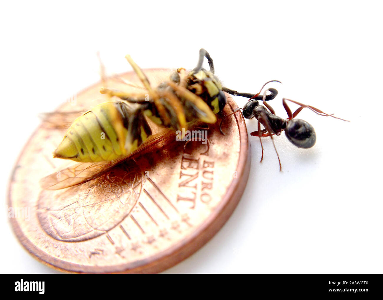 ant drag dead wasp from coin surface on white background,image Stock ...