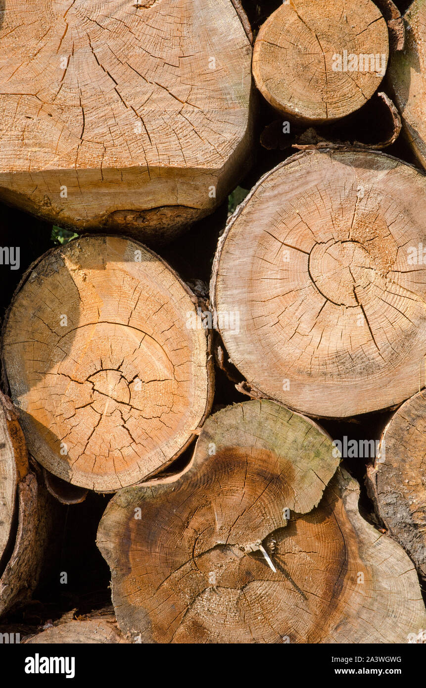 Fire cross section tree ring hi-res stock photography and images - Alamy