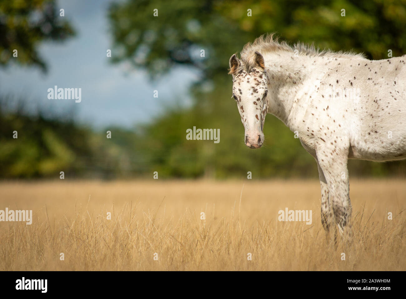 Appaloosa horse spotted hi-res stock photography and images - Alamy