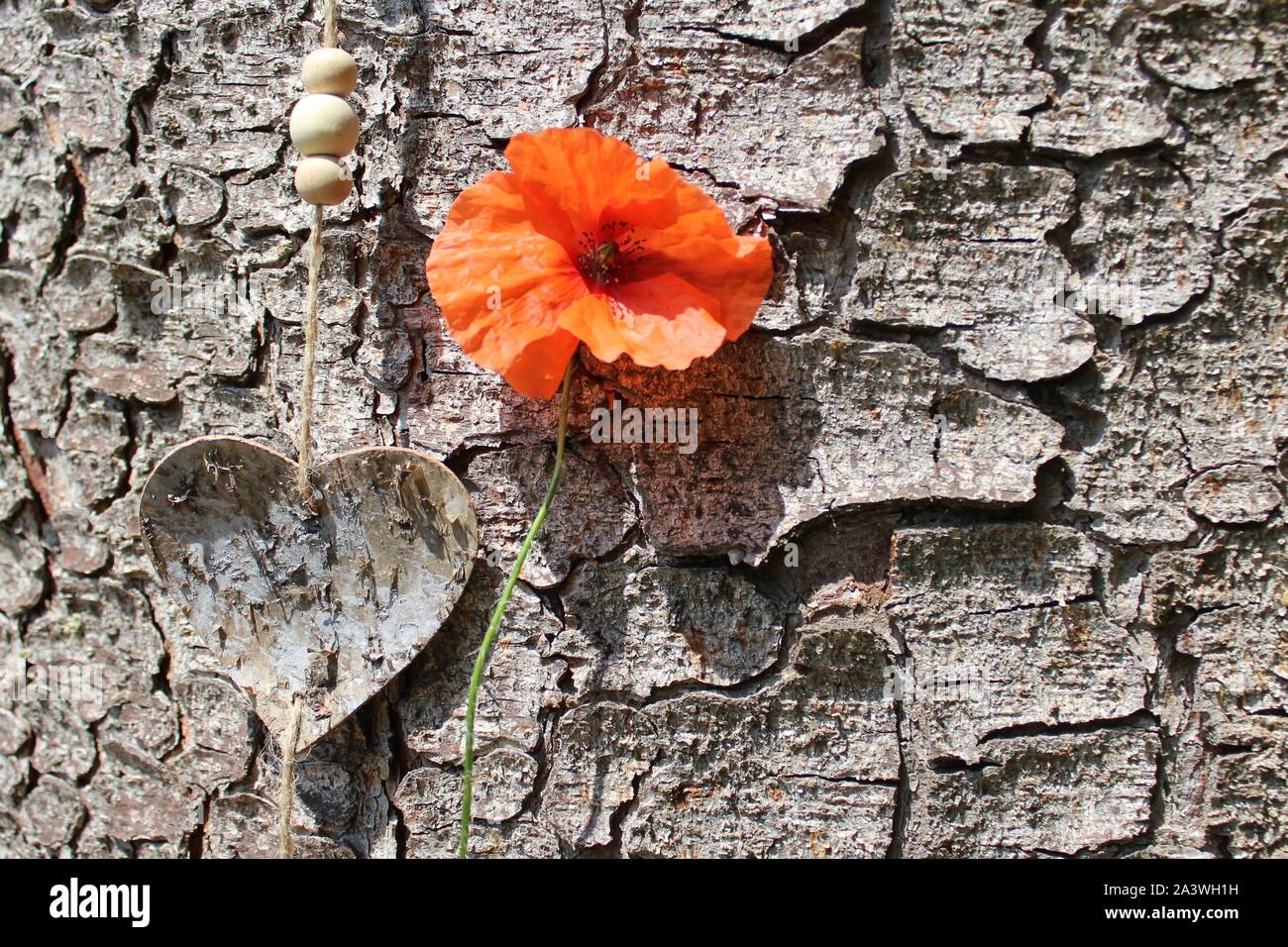 The picture shows a poppy and a heart Stock Photo - Alamy
