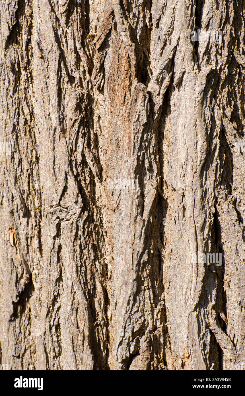 Tree trunk shapes hi-res stock photography and images - Alamy