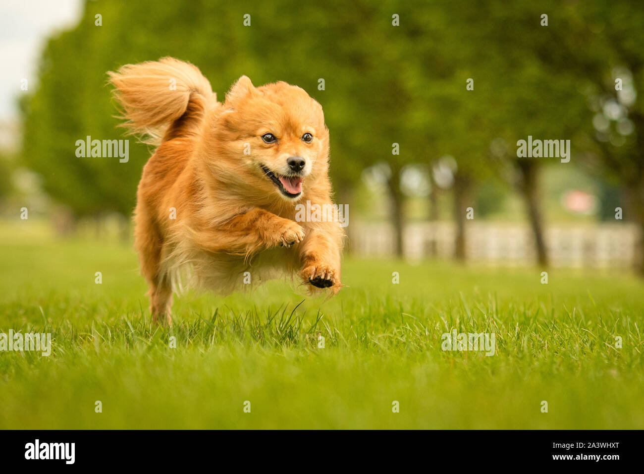 Cute Ginger German Spitz Klein Dog in Grass Park Stock Photo - Alamy