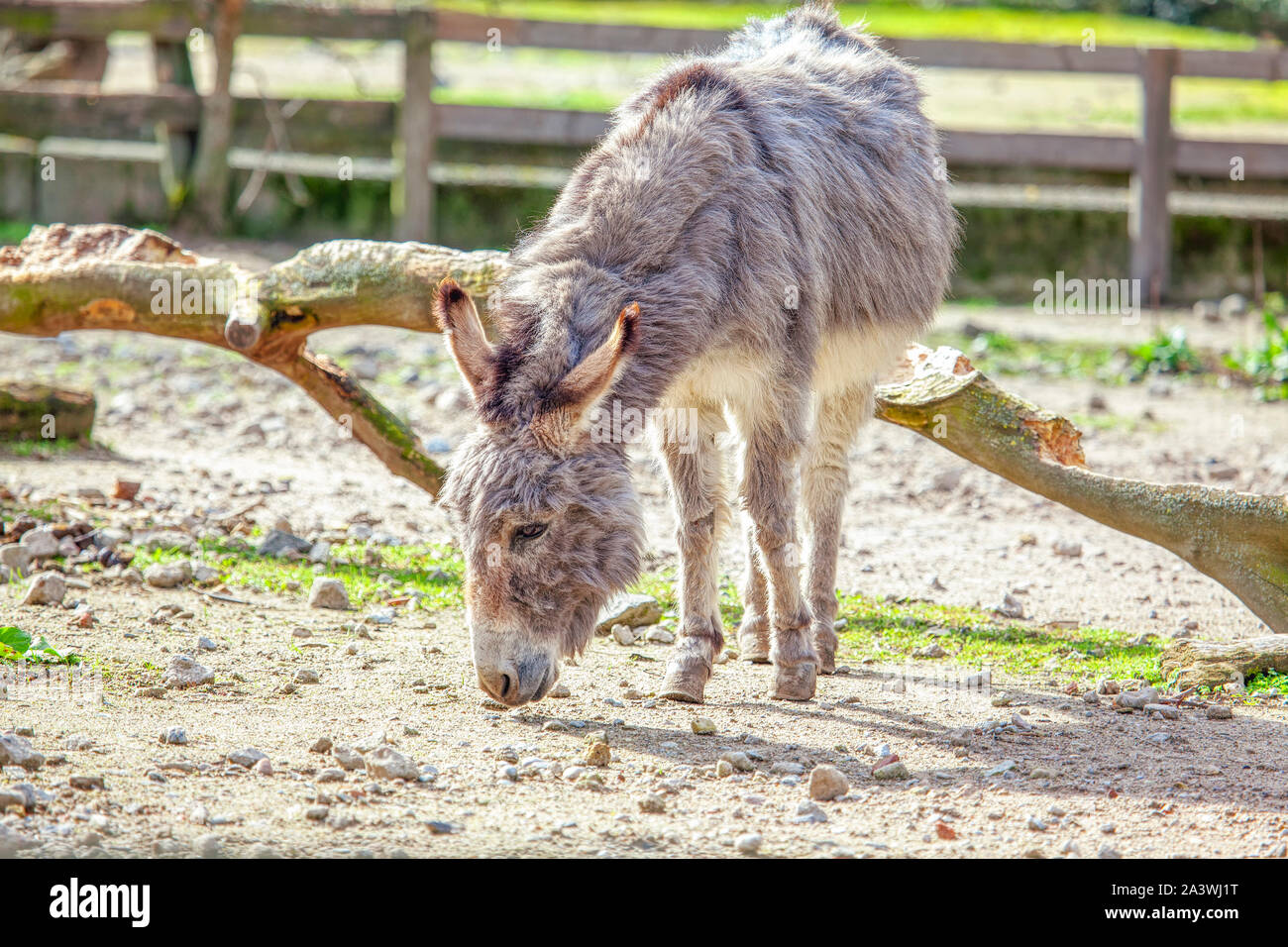domestic donkey on the farm Stock Photo - Alamy