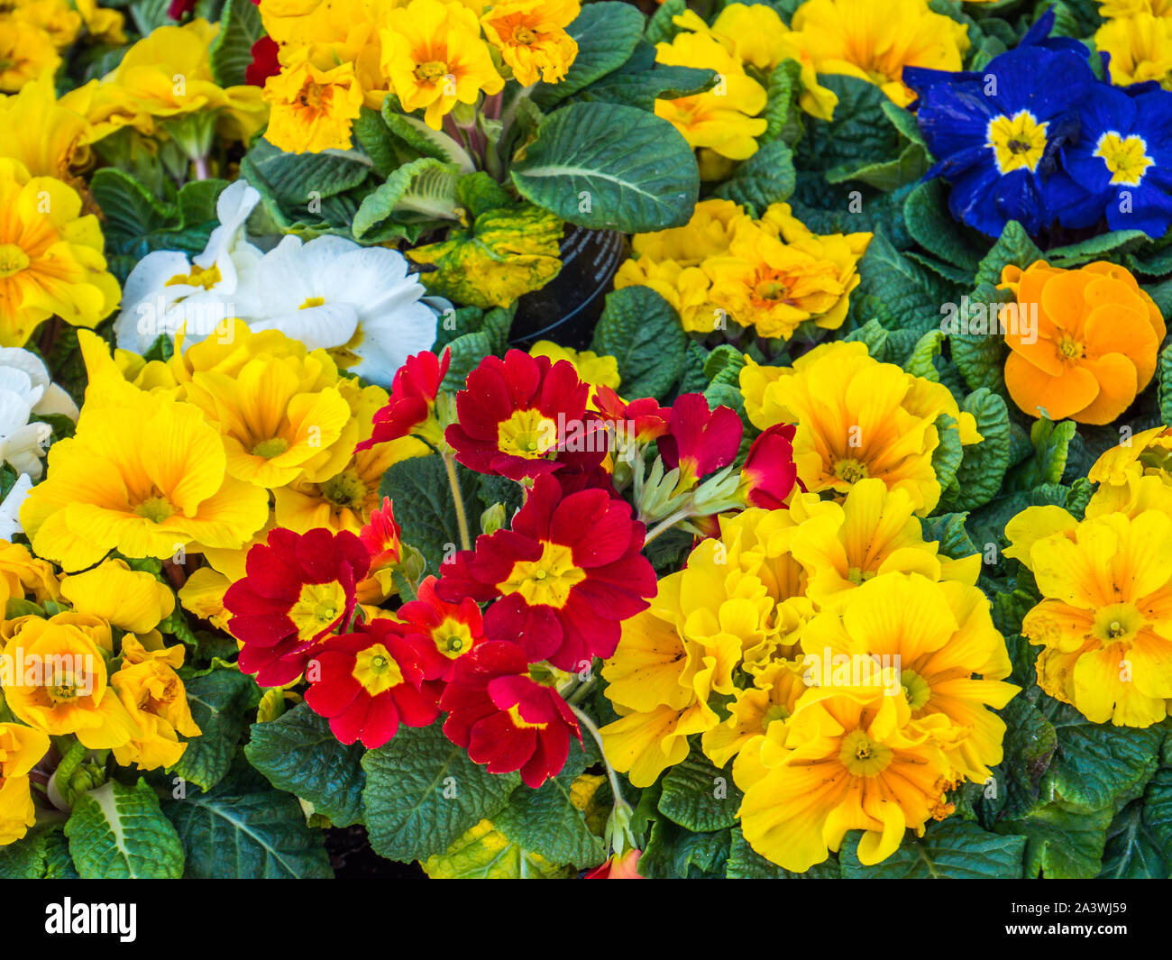 Amazing primrose hi-res stock photography and images - Alamy