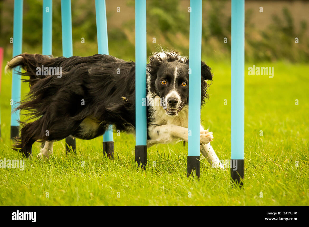Dog agility weave poles hi-res stock photography and images - Alamy