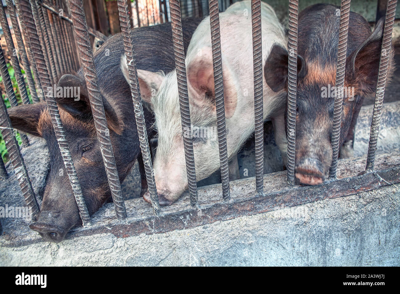 pigs in a cage on a farm Stock Photo - Alamy