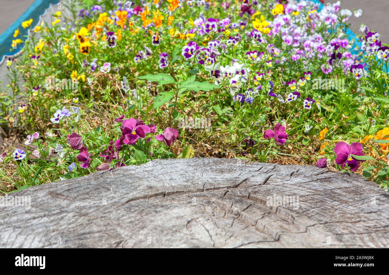 spring flowers in the urban park Stock Photo - Alamy