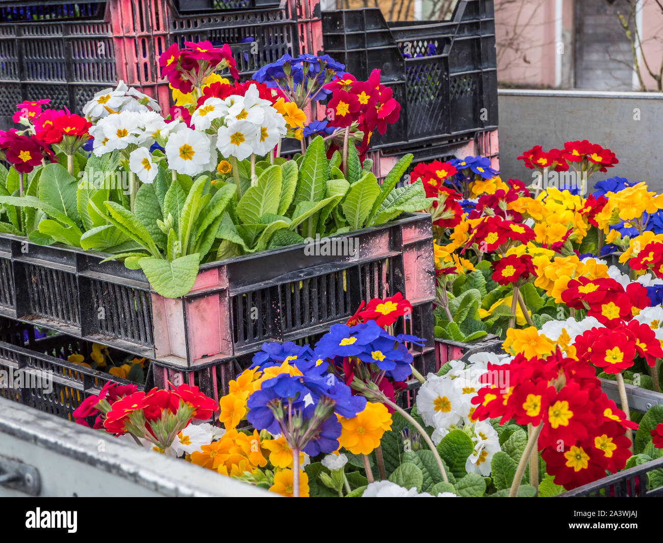 Planting time in spring primroses Stock Photo - Alamy