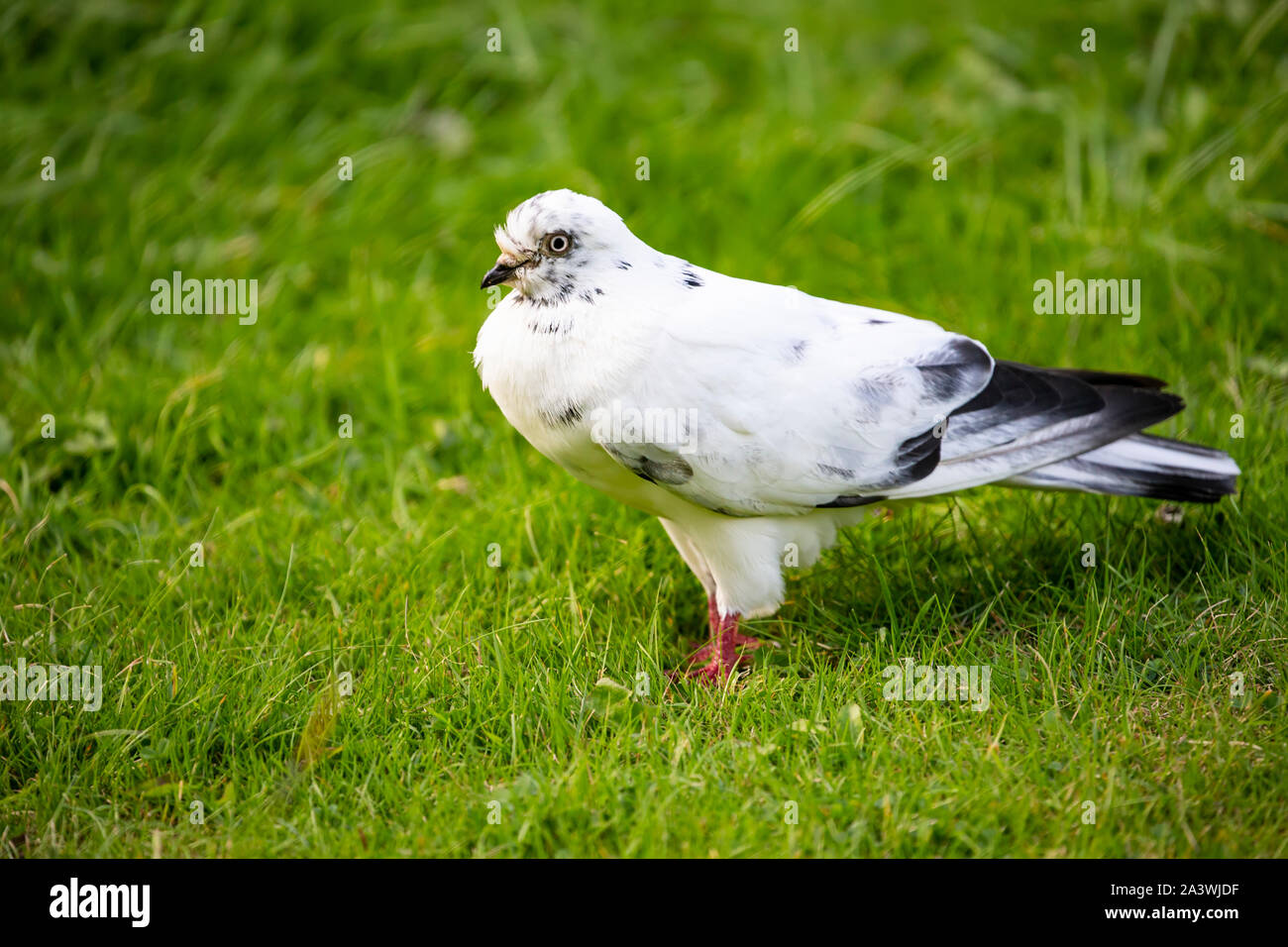 Gentle dove hi-res stock photography and images - Alamy