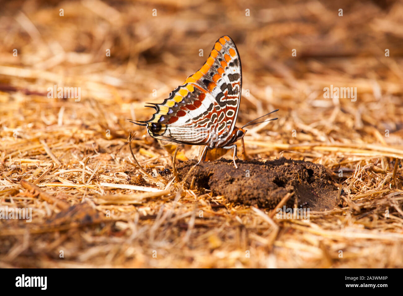 Two tailed pasha charaxes jasius hi-res stock photography and images ...