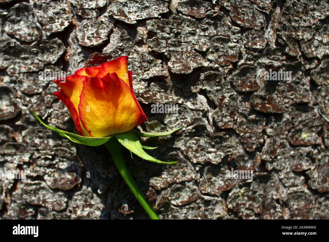 The picture shows a rose on a tree Stock Photo - Alamy