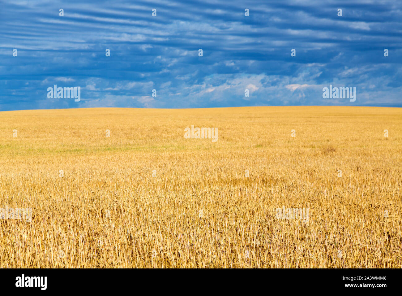 Wheat fields and clouds in Billings, Montana Stock Photo - Alamy
