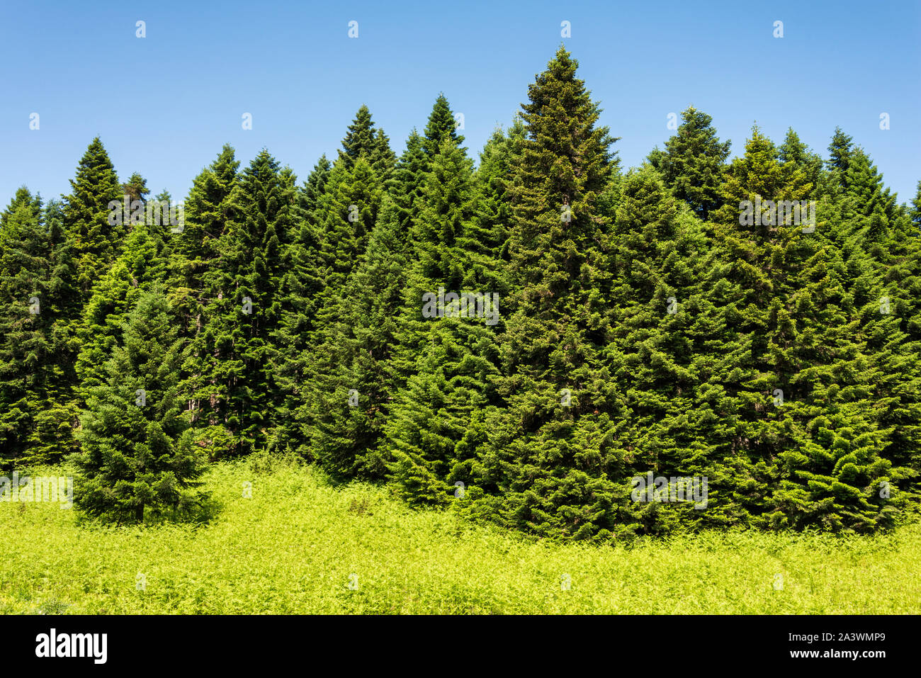 Coniferous evergreen forest hi-res stock photography and images - Alamy