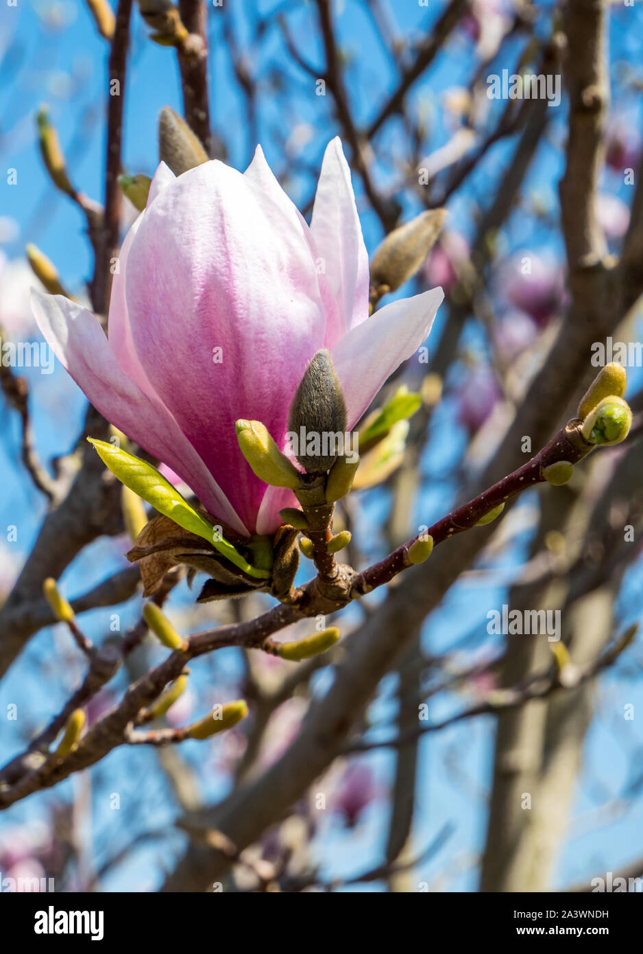 Magnolias texture hi-res stock photography and images - Alamy