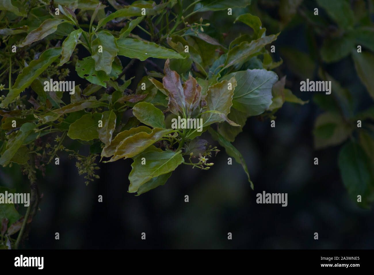 Pohon buah hi-res stock photography and images - Alamy