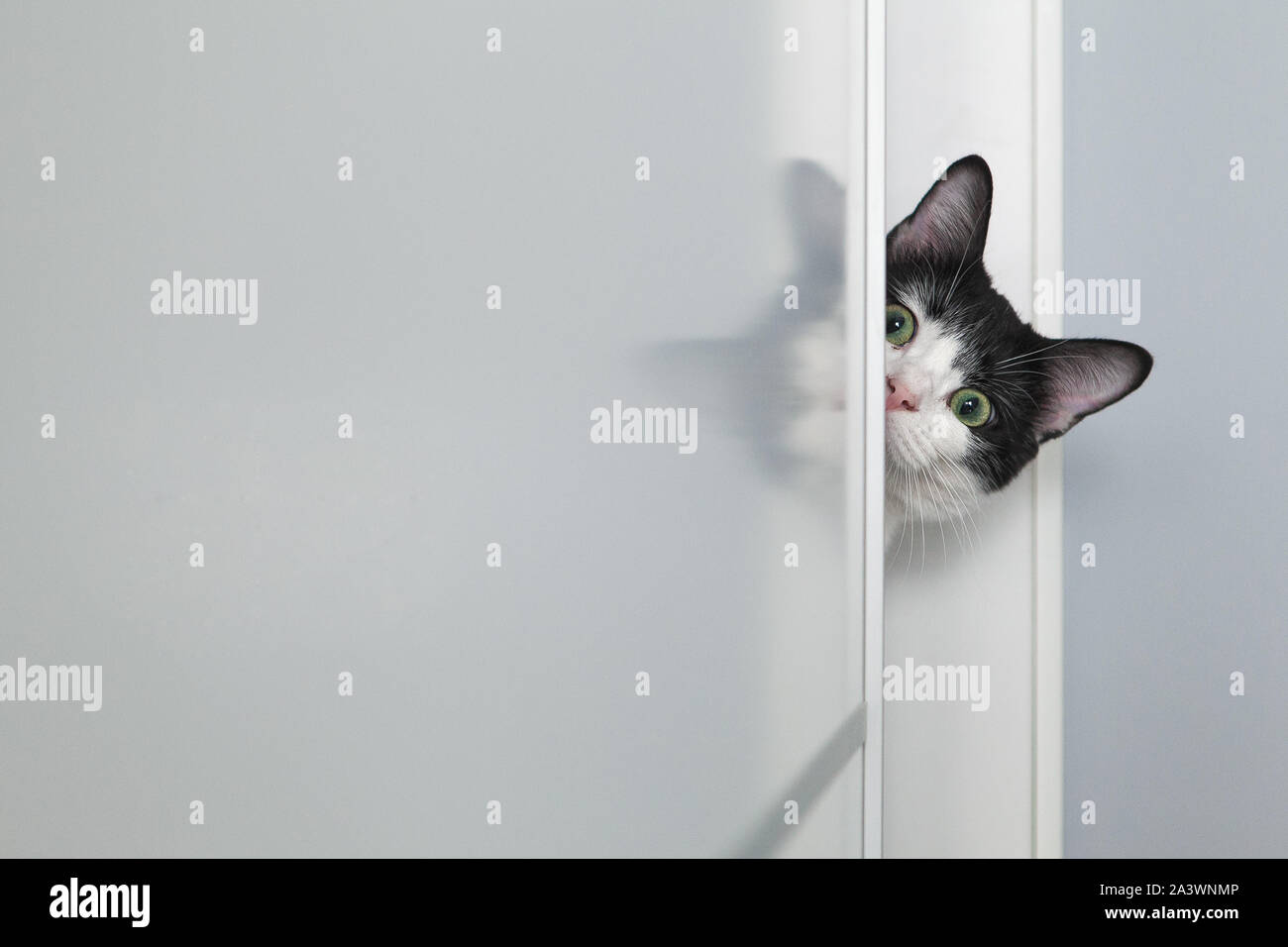 hidden small cat looking at camera Stock Photo - Alamy