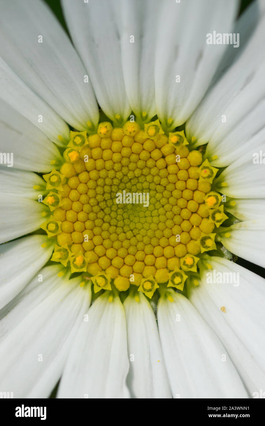Daisy core hi-res stock photography and images - Alamy