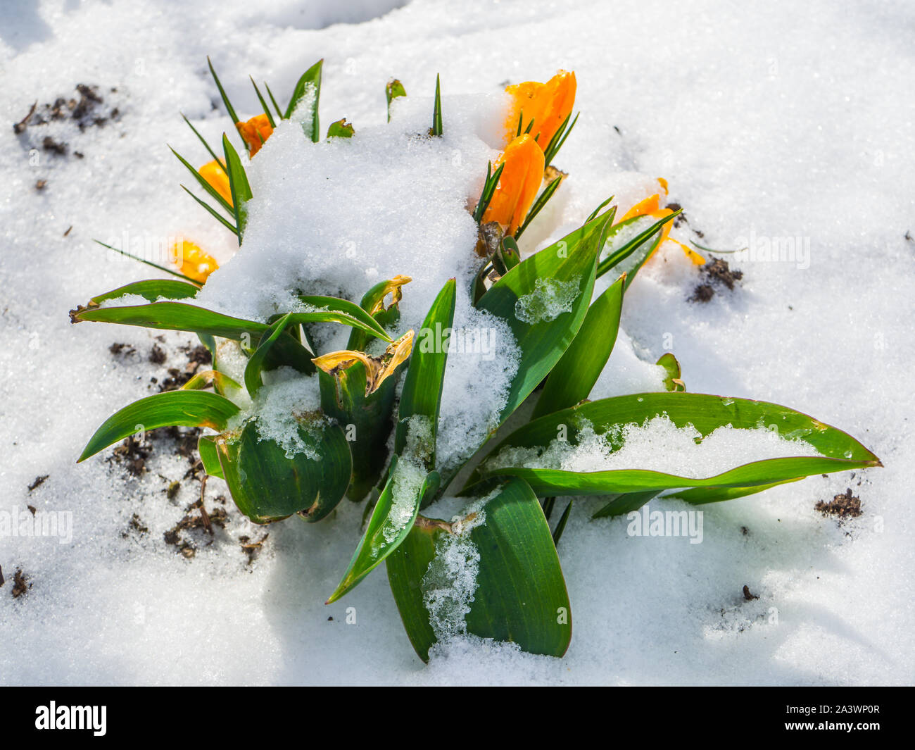 Crocuses and snow and pattern hi-res stock photography and images - Alamy