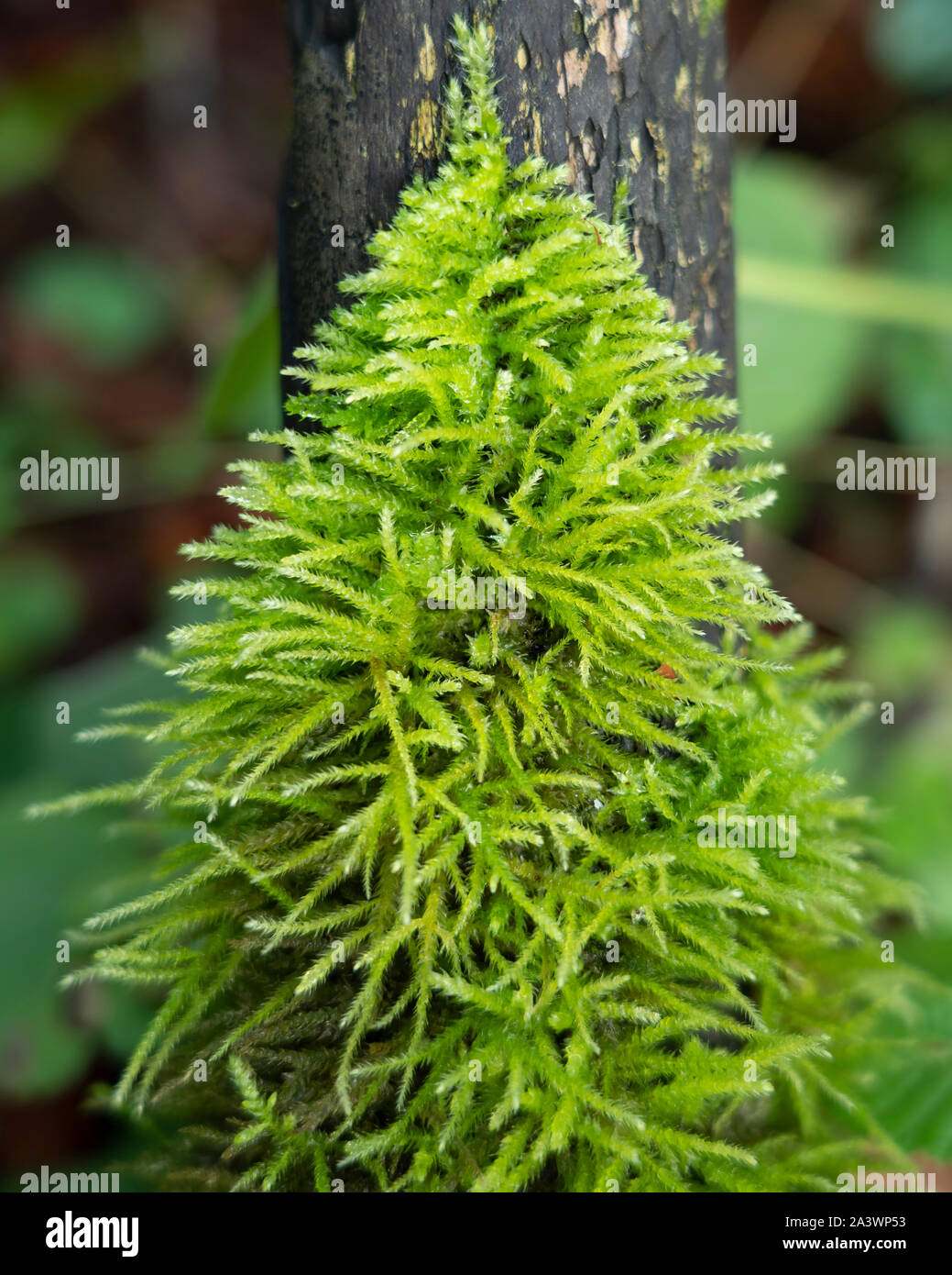 Macro image of Moss growing up a small tree at Strid Wood, Wharfedale ...