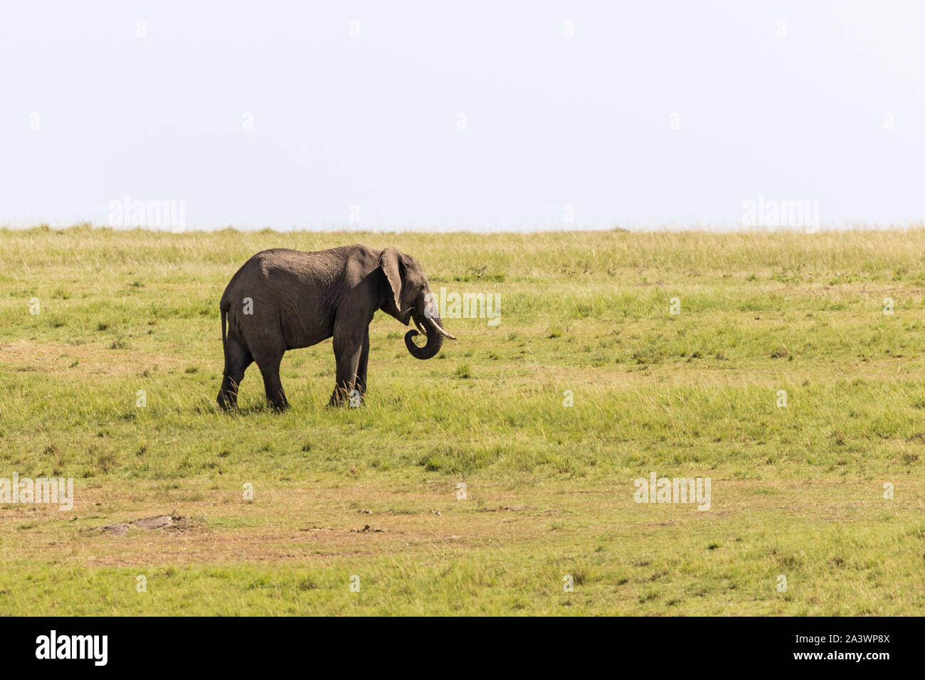 Savanna walking hi-res stock photography and images - Alamy