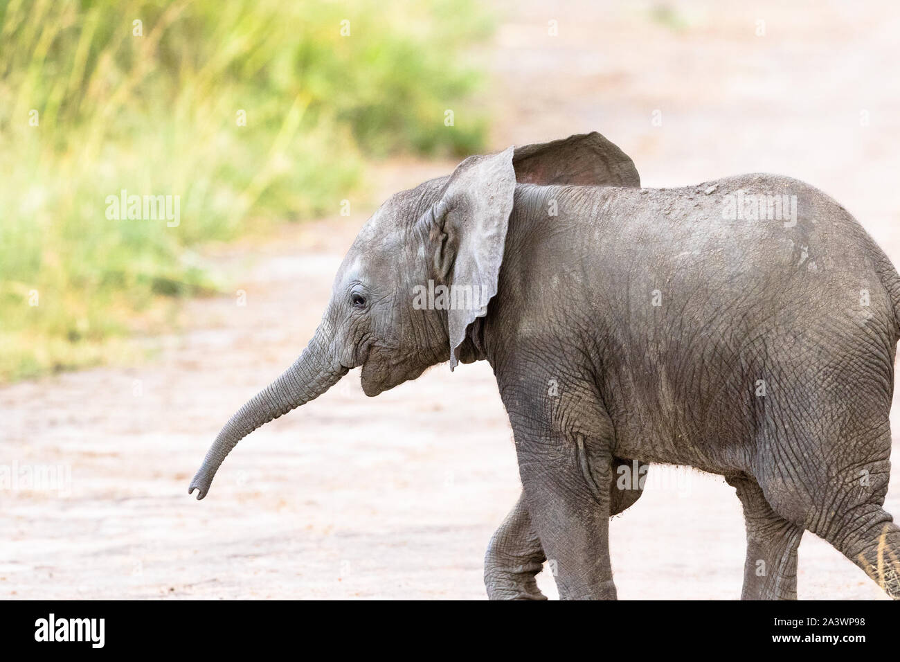 Small elephant calf walking on savanna Stock Photo - Alamy