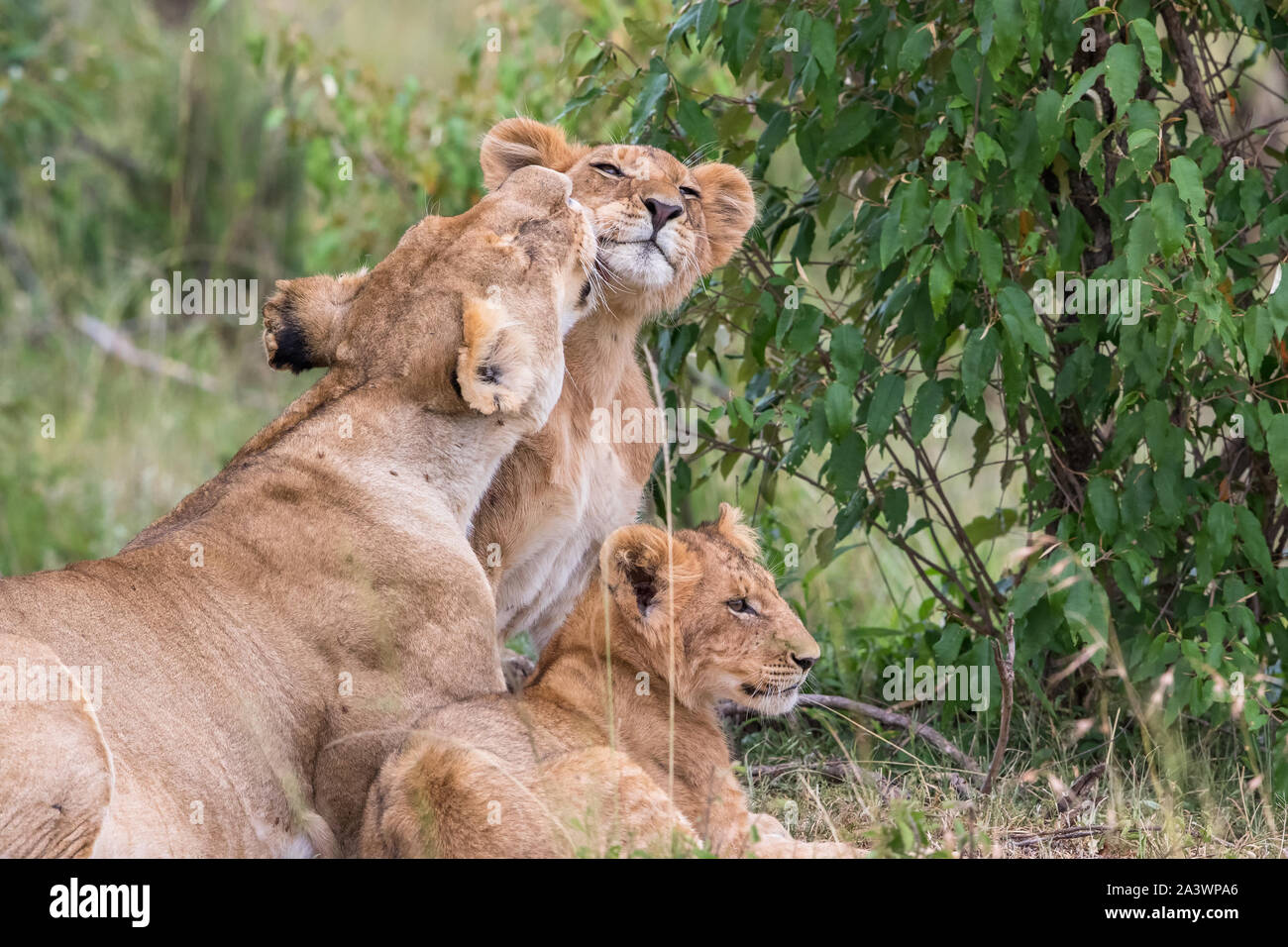 Lioness licking cub hi-res stock photography and images - Alamy