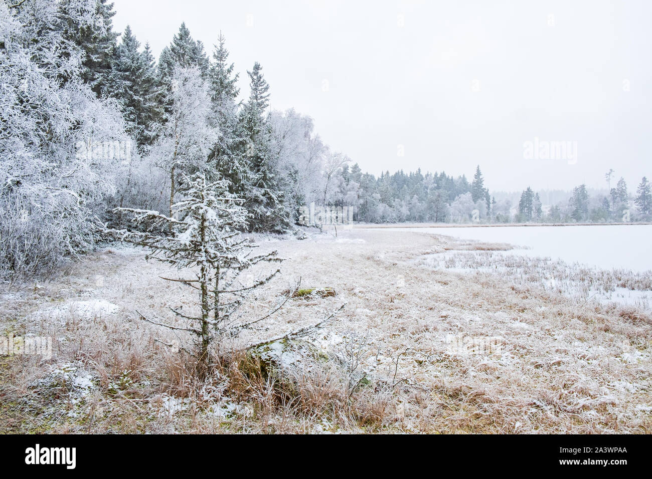 Wooded lakeshore hi-res stock photography and images - Alamy